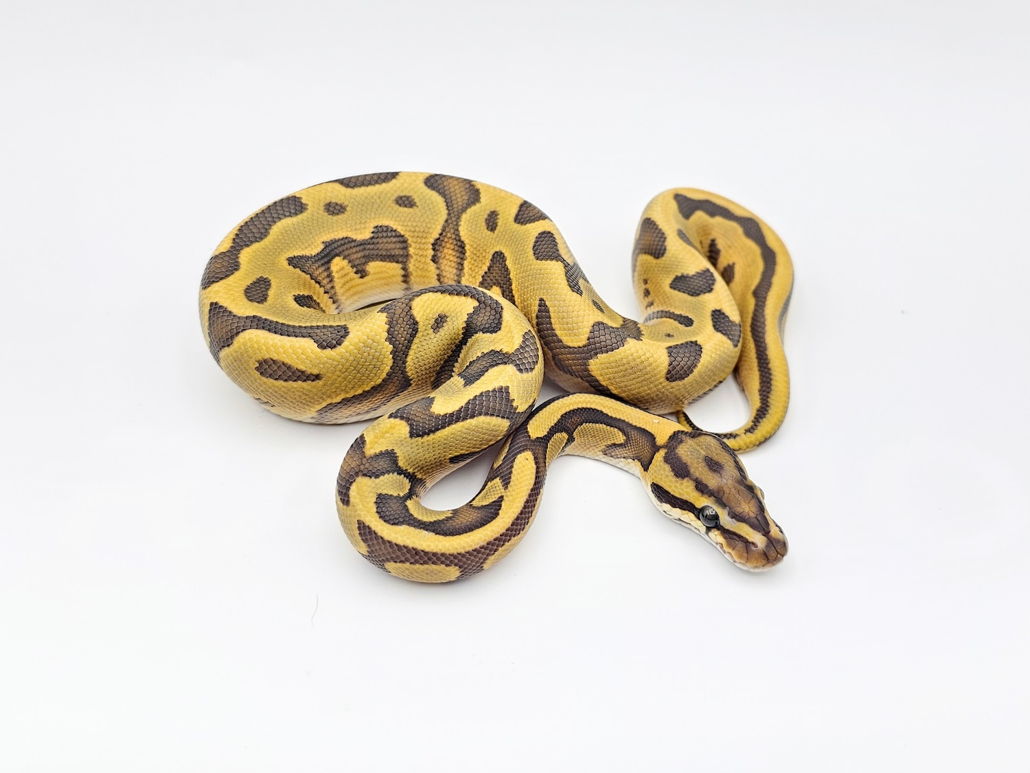 Leopard Enchi Hypo Ball Python by Steve's Morphs - MorphMarket