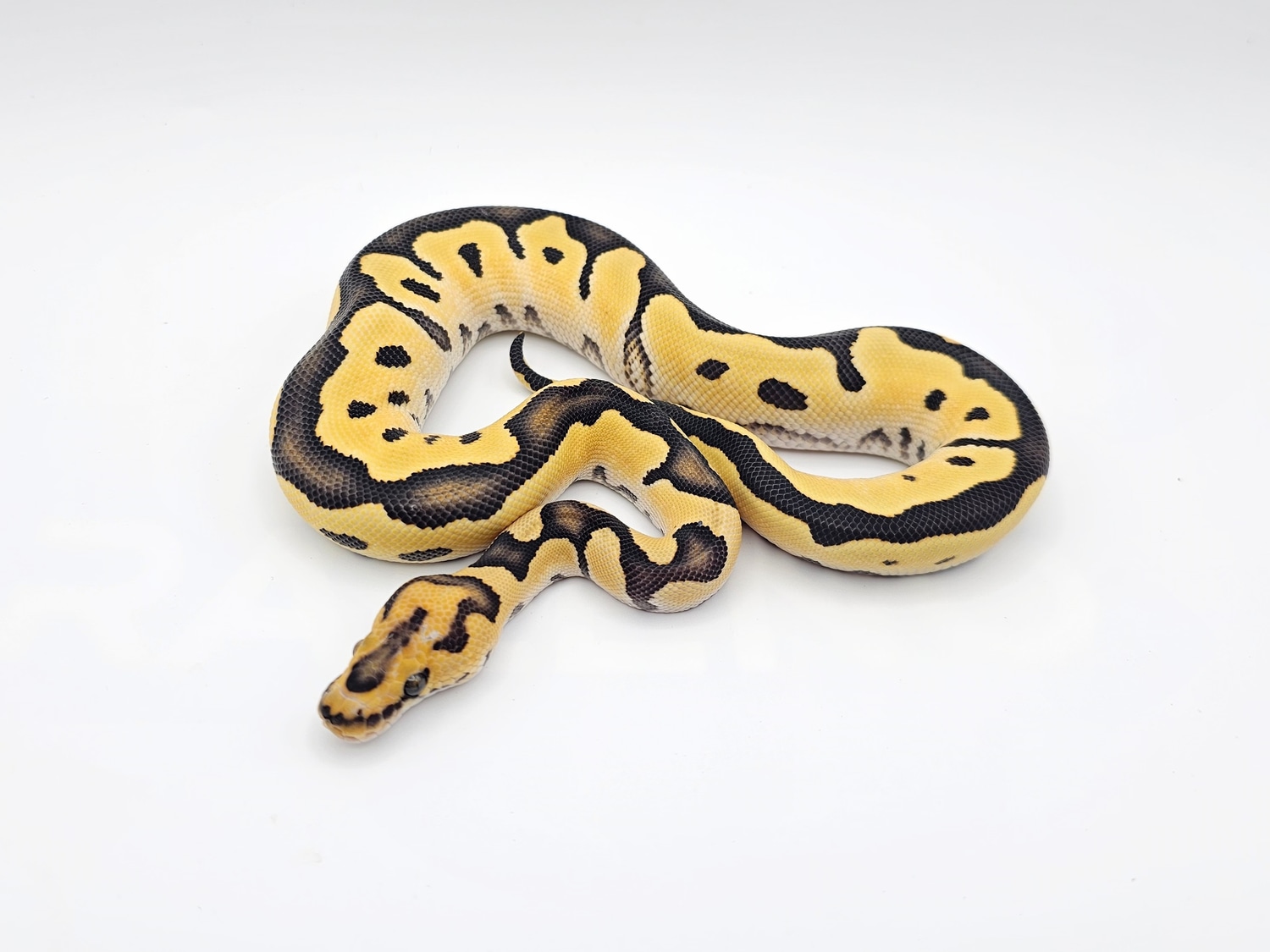 Desert Ghost Clown Ball Python by Steve's Morphs - MorphMarket