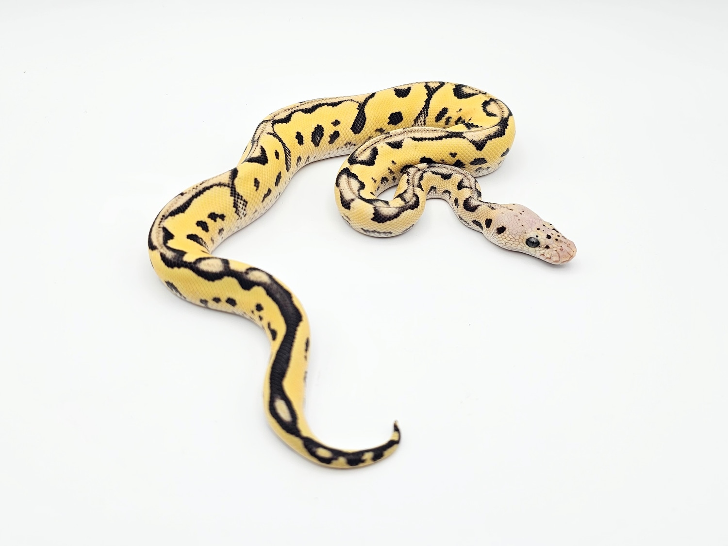 Pastel Desert Ghost Clown Ball Python by Steve's Morphs - MorphMarket