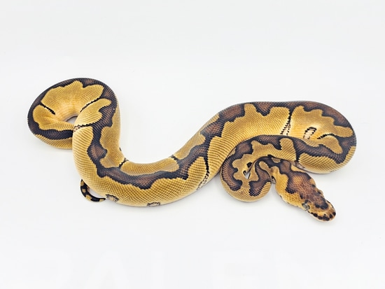 Enchi Clown Pos Black Head Ball Python by Steve's Morphs