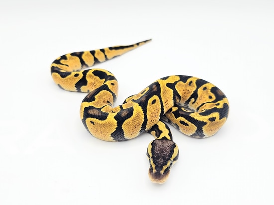 Pastel DH Zebra TSK Axanthic Ball Python by Steve's Morphs