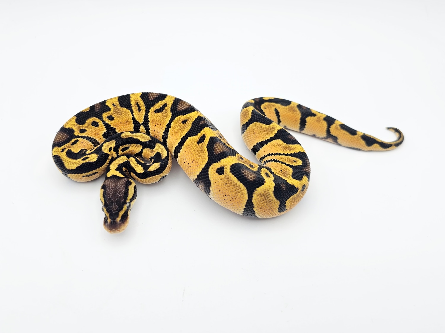 Pastel DH Zebra TSK Axanthic Ball Python by Steve's Morphs - MorphMarket