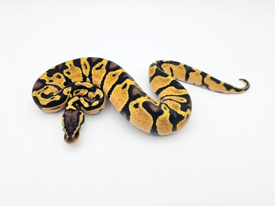 Pastel DH Zebra TSK Axanthic Ball Python by Steve's Morphs
