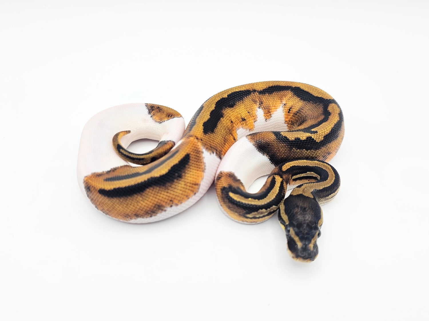 Pied Ball Python by Steve's Morphs - MorphMarket
