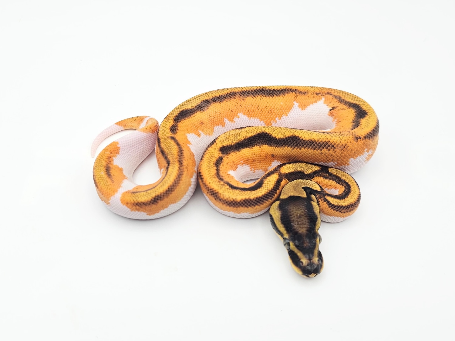 Orange Dream YB Enchi Pied Ball Python by Steve's Morphs - MorphMarket