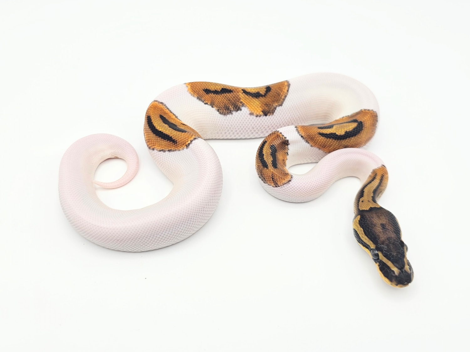 Orange Dream Pied Ball Python by Steve's Morphs - MorphMarket