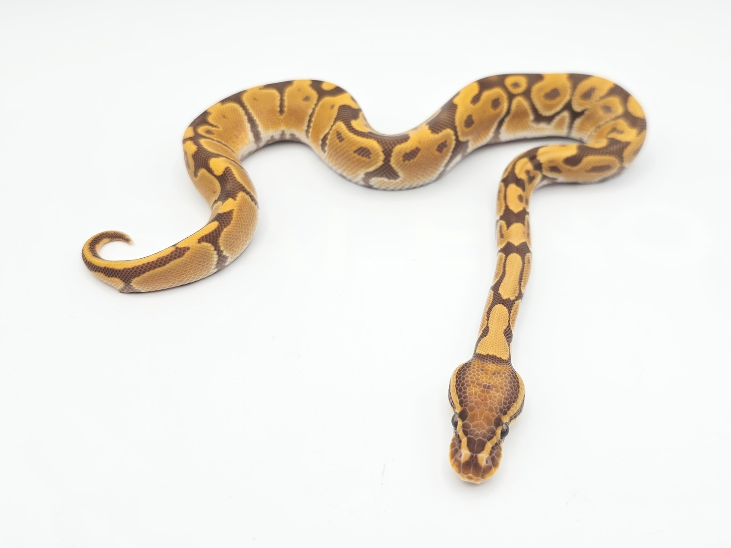 Ultramel Het Pied Ball Python by Steve's Morphs - MorphMarket