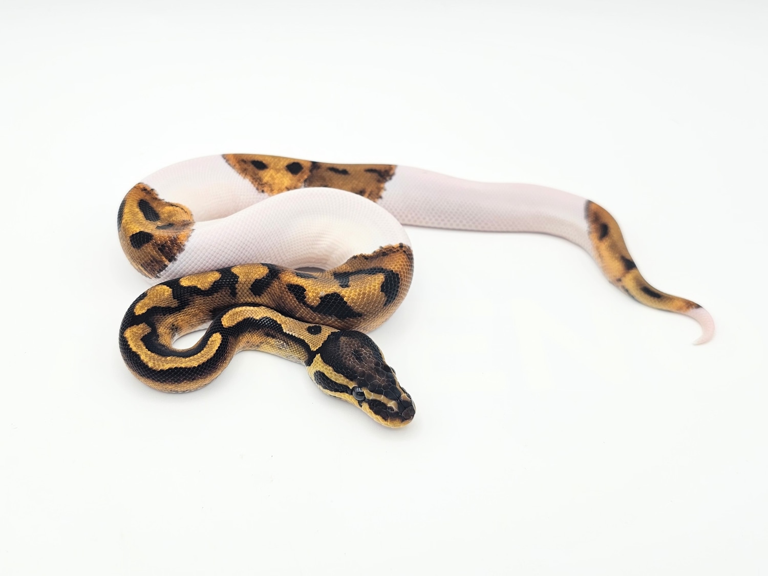 Pied Het Ultramel Ball Python by Steve's Morphs - MorphMarket