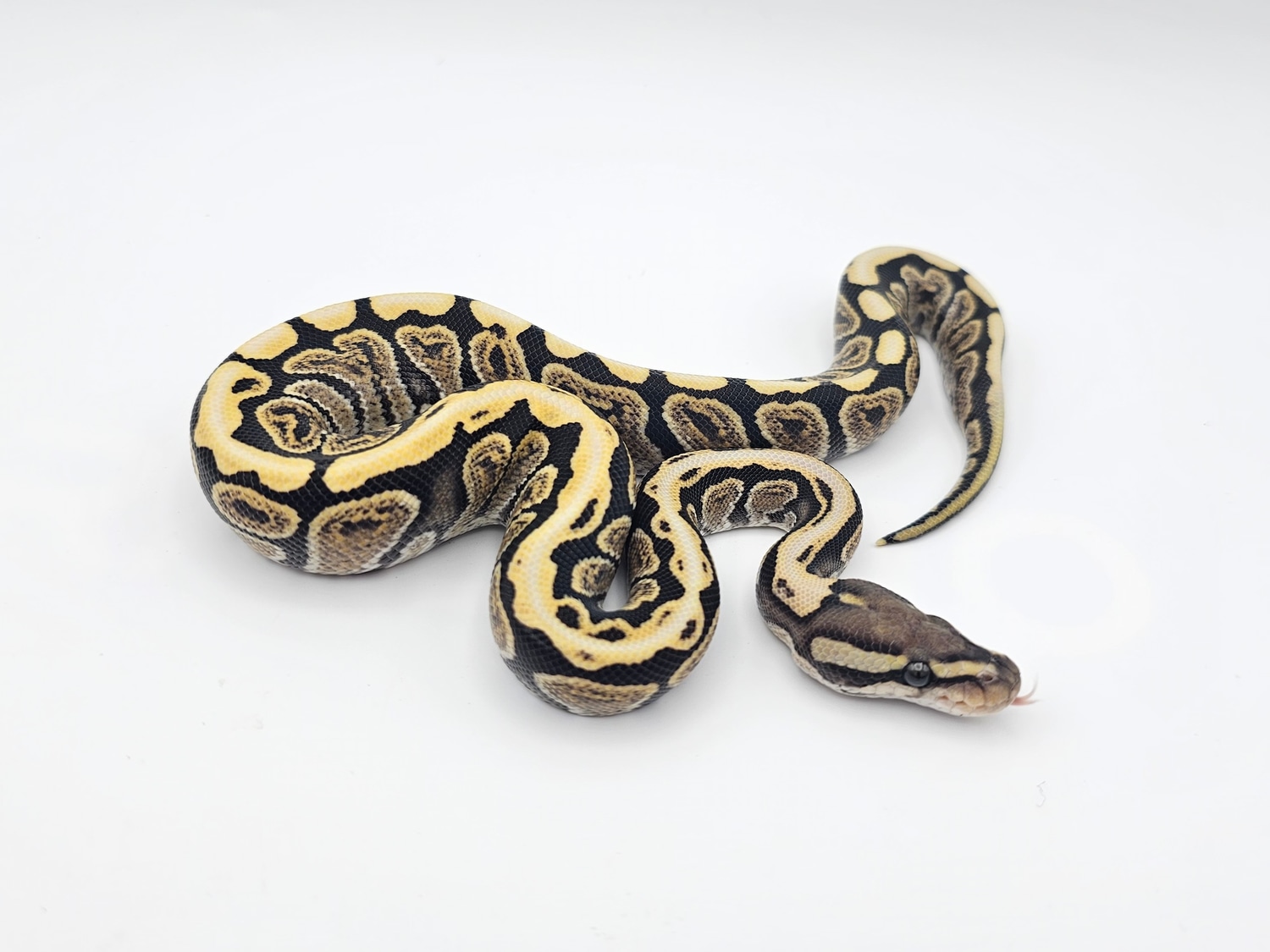 GHI Spotnose Desert Ghost Ball Python by Steve's Morphs - MorphMarket