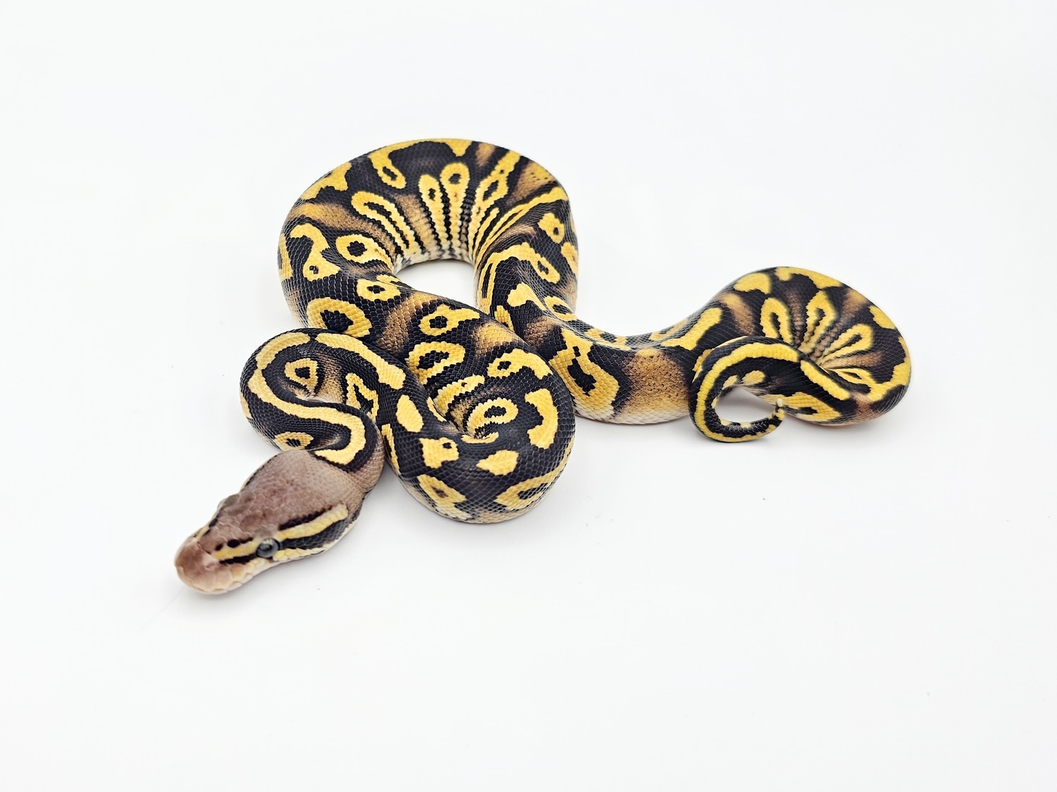 Phantom Pastel DH Zebra Hypo Ball Python by Steve's Morphs - MorphMarket