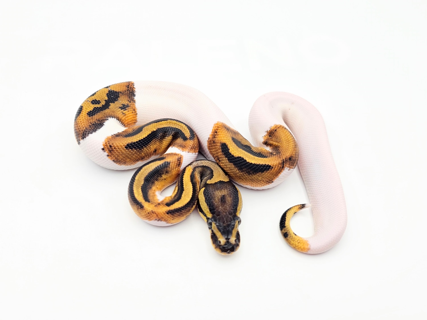 Pied Het Clown Ball Python by Steve's Morphs - MorphMarket