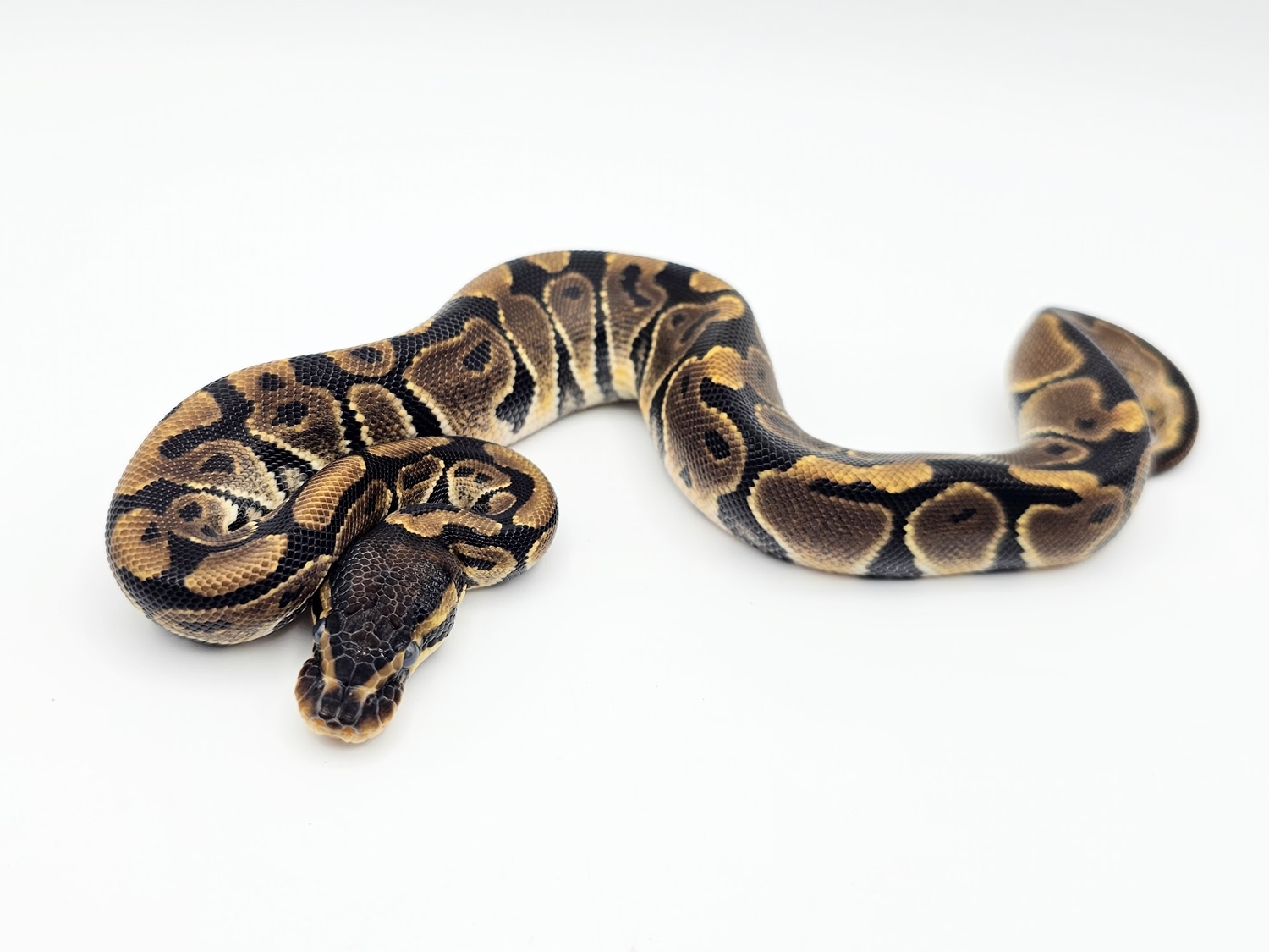 DH VPI Axanthic Desert Ghost Ball Python by Steve's Morphs - MorphMarket