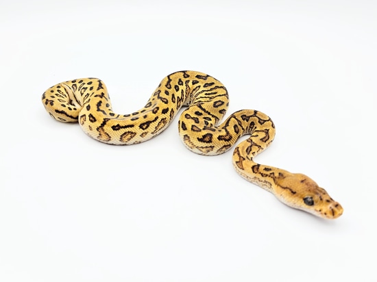 Red Stripe Spotnose YB Pinstripe Clown Ball Python by Steve's Morphs