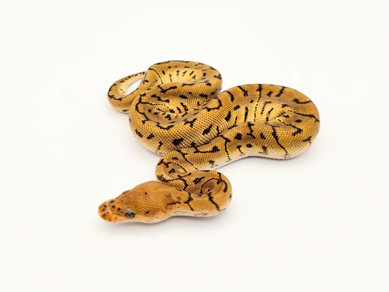 Spotnose Pinstripe Clown Ball Python by Steve's Morphs