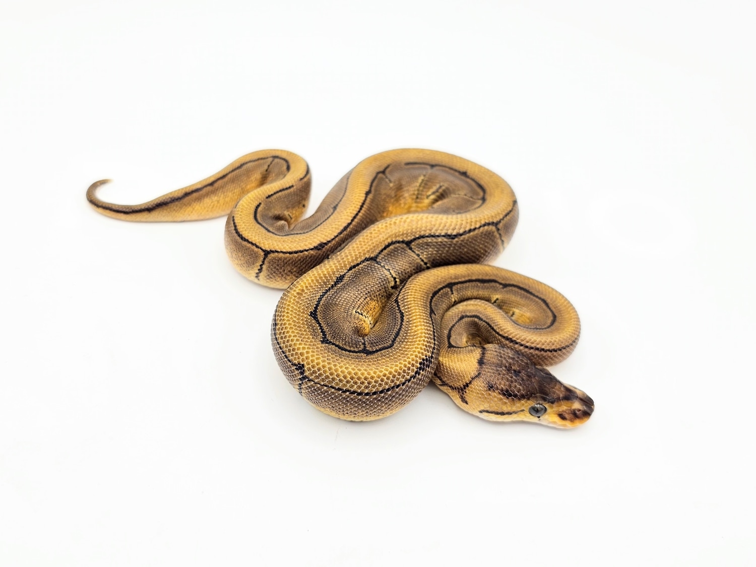 Red Stripe Pinstripe Het Clown Ball Python by Steve's Morphs - MorphMarket