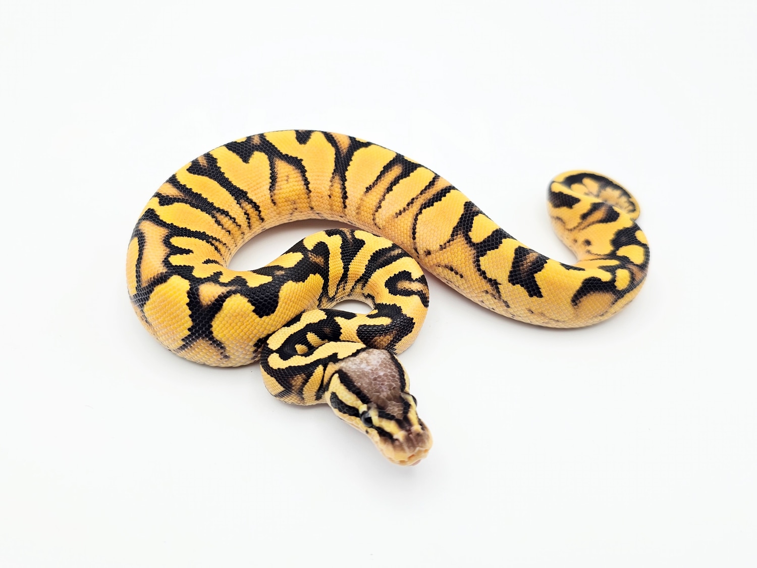 Orange Dream YB Pastel Zebra Ball Python by Steve's Morphs - MorphMarket