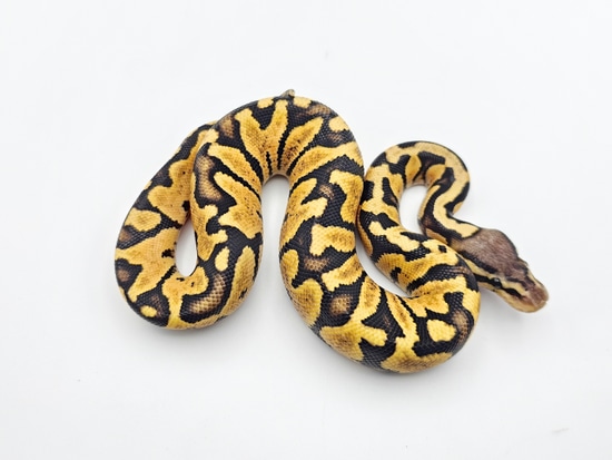 Pastel Zebra Ball Python by Steve's Morphs