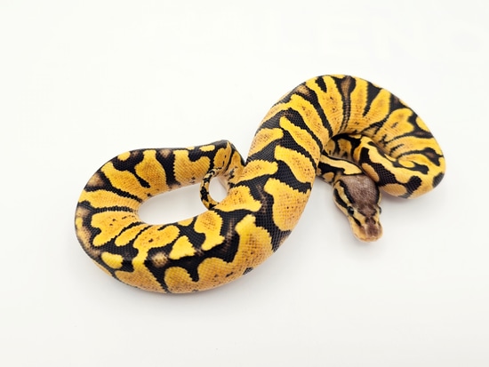 Pastel Zebra Ball Python by Steve's Morphs