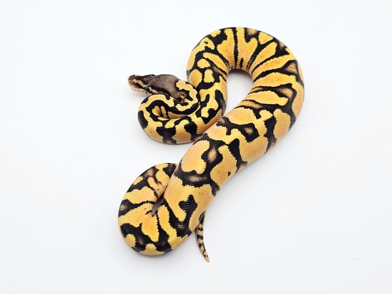 Orange Dream Pastel Zebra Ball Python by Steve's Morphs