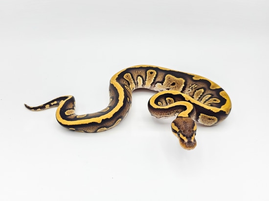 Mahogany Mocha Het Clown Ball Python by Steve's Morphs