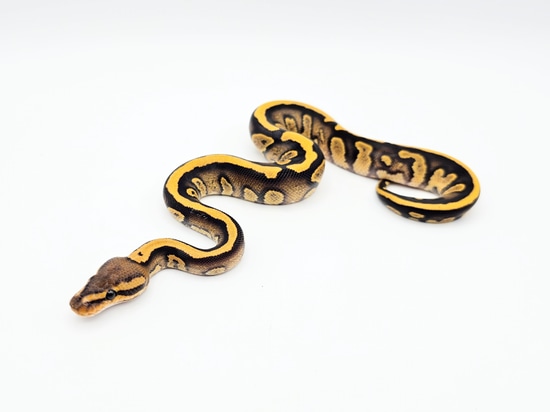 Mahogany Mocha Flame Het Clown Ball Python by Steve's Morphs