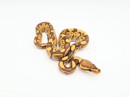 Ultramel Het Puzzle Ball Python by Steve's Morphs