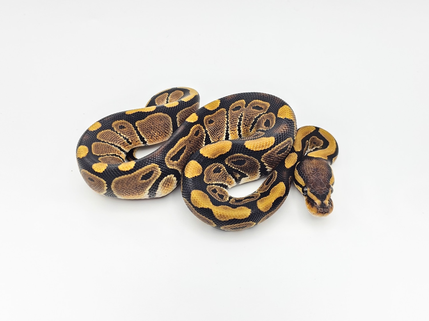 DH Ultramel Puzzle Ball Python by Steve's Morphs - MorphMarket
