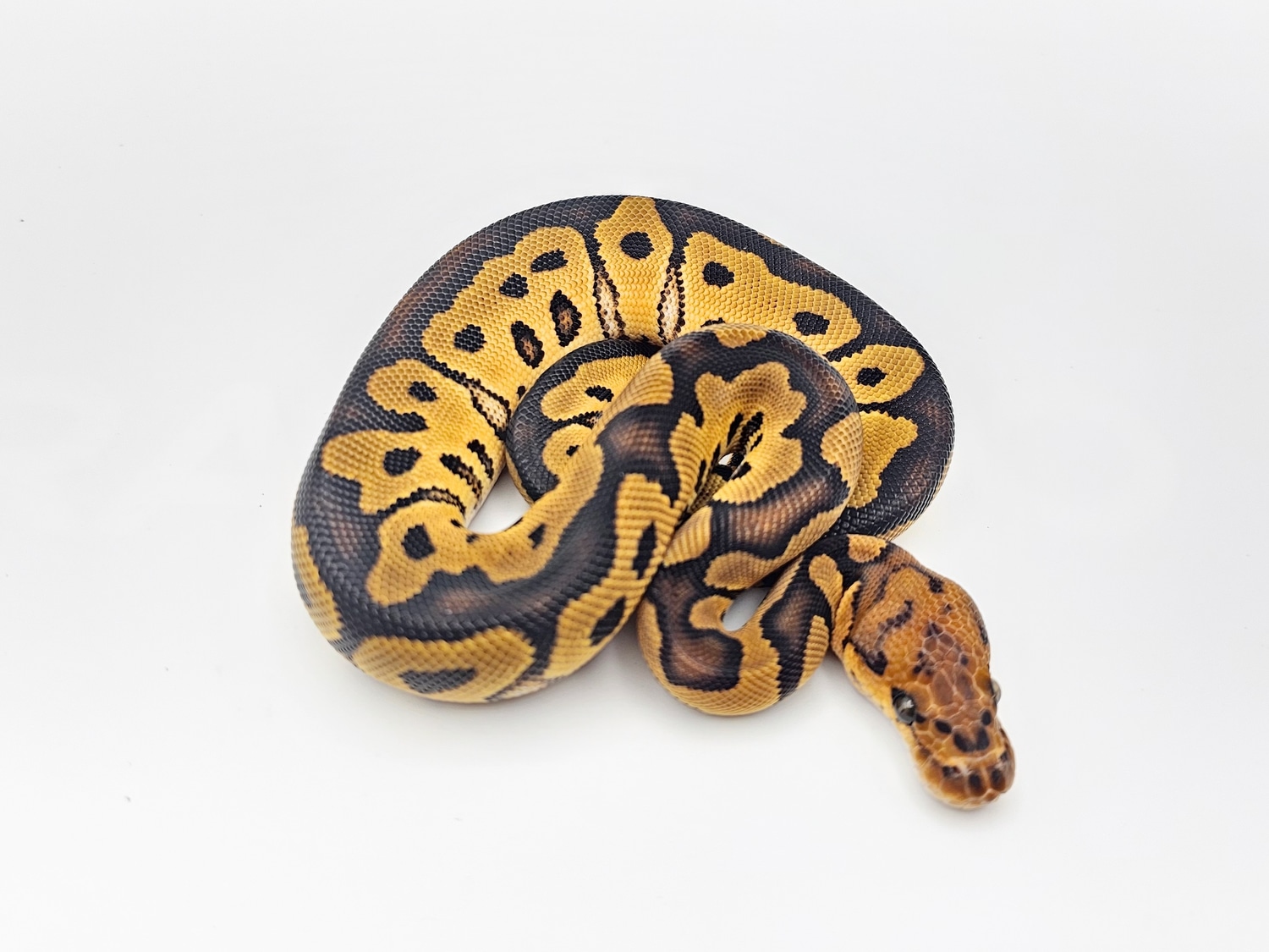 YB Clown Ball Python by Steve's Morphs - MorphMarket