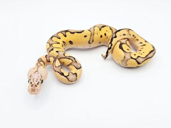 Firefly Clown Ball Python by Steve's Morphs