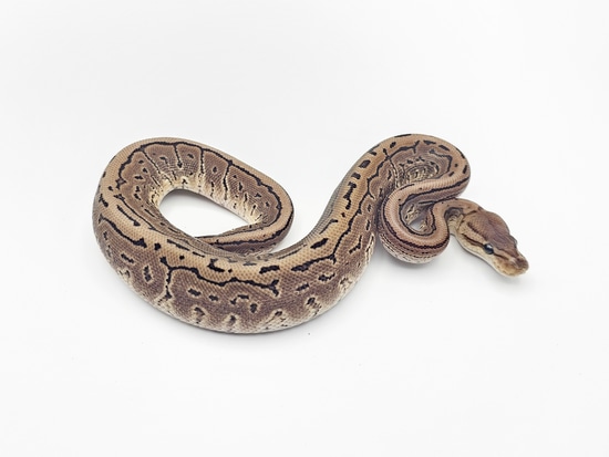 Lori Pinstripe DH Hypo Desert Ghost Ball Python by Steve's Morphs