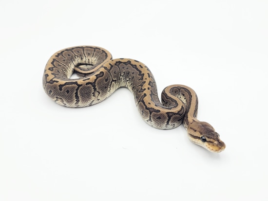 Lori Chocolate Pinstripe DH Hypo Desert Ghost Ball Python by Steve's Morphs