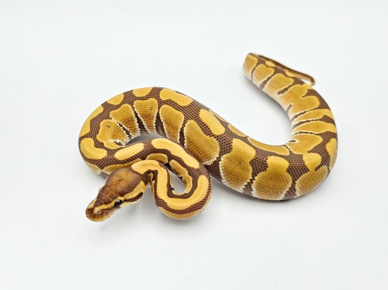 Ultramel Het Puzzle Ball Python by Steve's Morphs