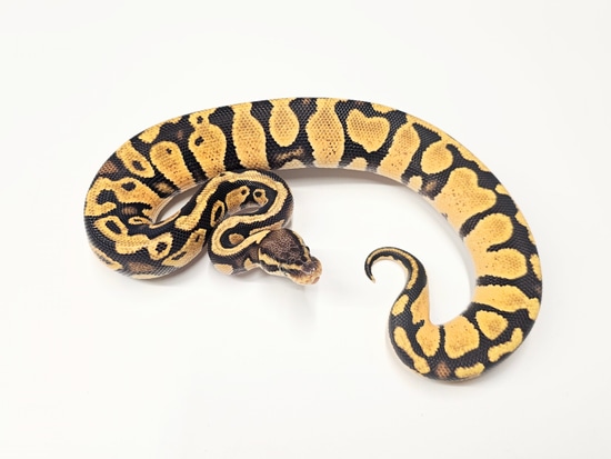 Pastel DH Zebra TSK Axanthic Ball Python by Steve's Morphs