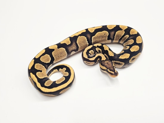 Fire Chocolate Het Clown Ball Python by Steve's Morphs