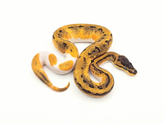 Orange Dream Enchi Pinstripe Pied Ball Python by Steve's Morphs