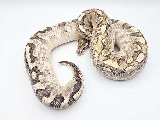 Bamboo Black Pastel YB Ball Python by Steve's Morphs