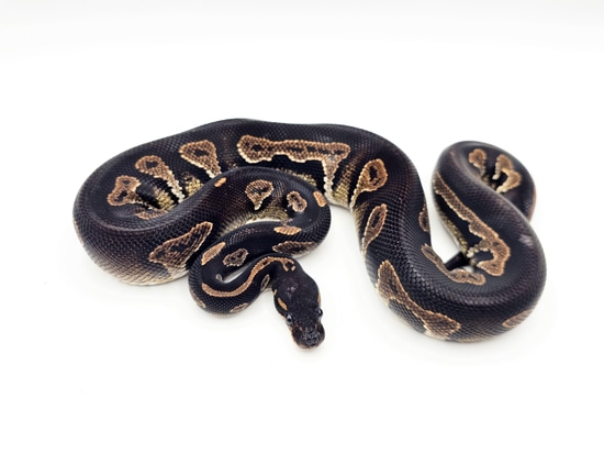 Super Black Head YB Grams Ball Python by Steve's Morphs