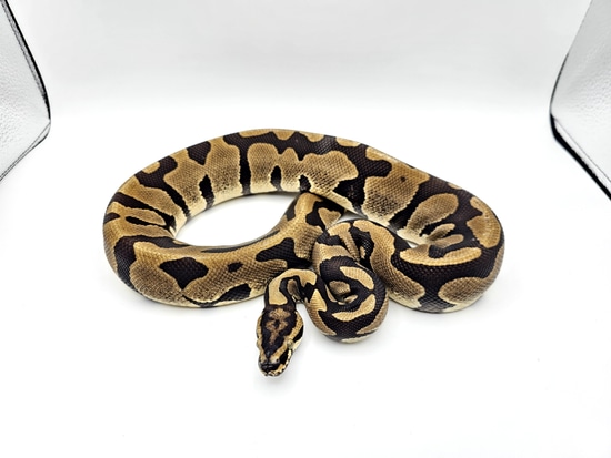 Acid Enchi Ball Python by Steve's Morphs