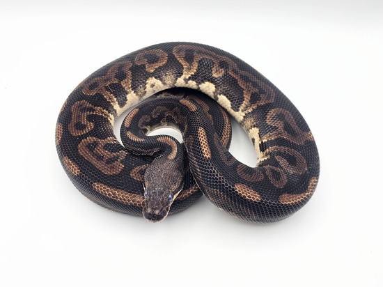 Black Pastel Leopard Het Desert Ghost Ball Python by Steve's Morphs