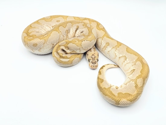 Spotnose Cinnamon Lesser Clown Ball Python by Steve's Morphs