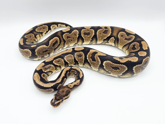 Grim YB Ball Python by Steve's Morphs
