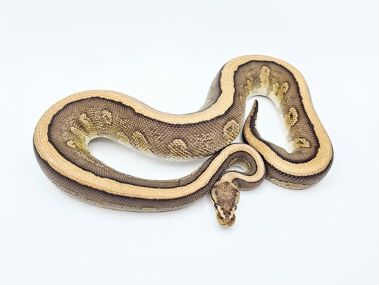 Cypress Red Stripe Ball Python by Steve's Morphs