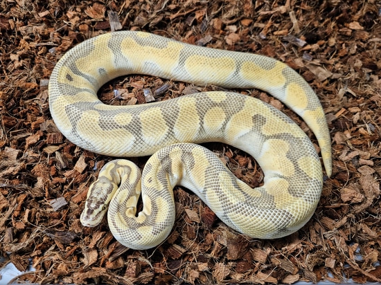 Butter Enchi Pastel DH Desert Ghost Genetic Stripe Ball Python by Steve ...