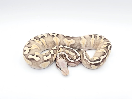 Pastel GHI Butter Desert Ghost Ball Python by Steve's Morphs
