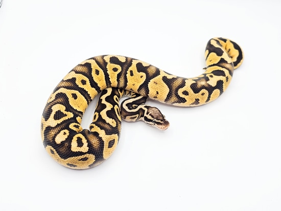 Pastel Fire DH Zebra Hypo Ball Python by Steve's Morphs