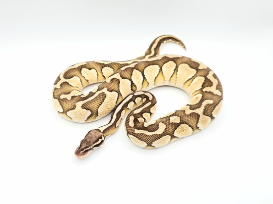 Pastel Butter DH Zebra Desert Ghost Ball Python by Steve's Morphs