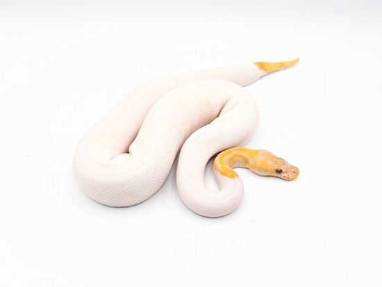 Lavender Albino Pied (Pos Black Head Leopard YB) Ball Python by Steve's ...