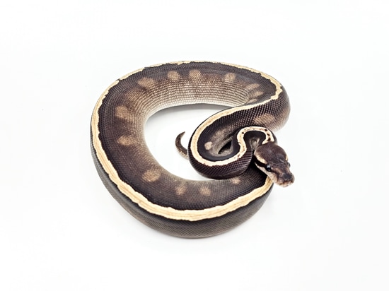 Black Head GHI Mojave Cinnamon Het Desert Ghost Ball Python by Steve's ...
