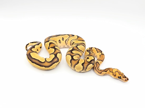 Mocha Flame Clown Ball Python by Steve's Morphs