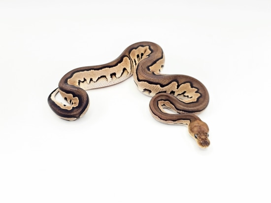 Chocolate Cinnamon Clown Ball Python by Steve's Morphs